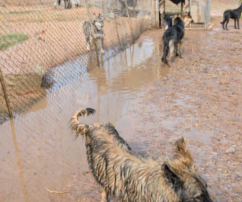 Shocking Video Of Dog’s Killing Uncovers Abuse — Leads To Rescue Of ...