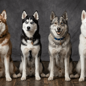 Husky Colors 2026: Every AKC-Recognized Coat and Eye Color Explained ...