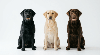 Labrador Retriever Colors 2026: The Complete Guide to Every Shade ...