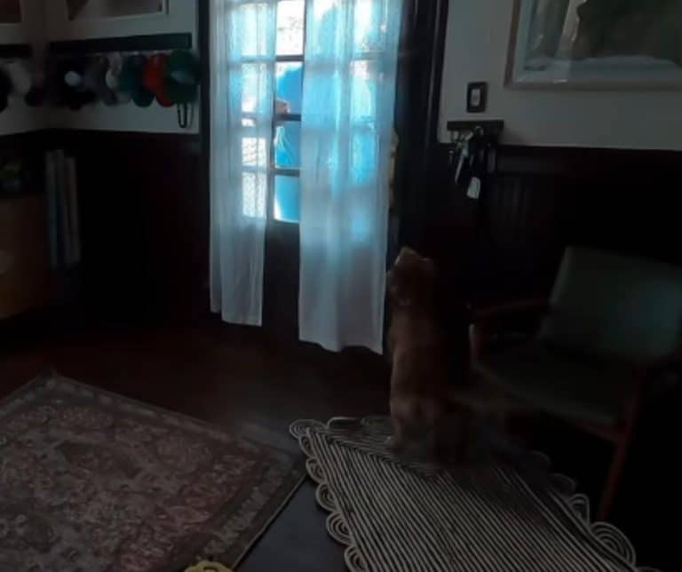 She Went to Space on Artemis II, but This Reunion With Her Dog Has Her ...
