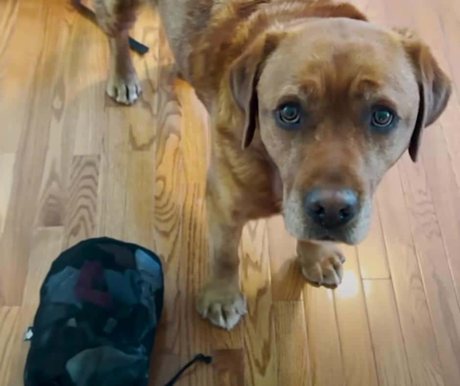 Leo Flunked Service Dog School But Turned Out to Be the Very Best Boy ...