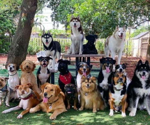 This Dog Daycare Deserves an Award for These Perfect Group Photos ...